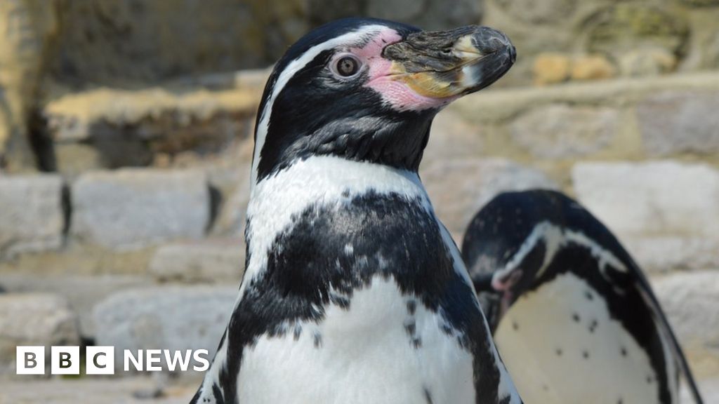 Arthritic penguin moving to new home in Great Yarmouth - BBC News