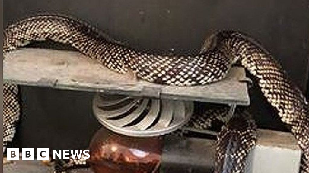 St Helens landlord finds 4ft snake behind fire - BBC News