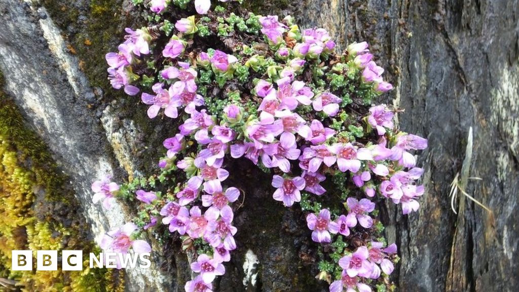 Eryri: Sensors protect rare plants from mountain climbers