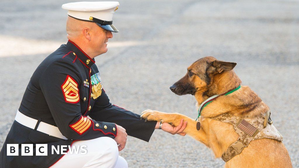 See some of the 67 animals who've been handed the Dickin Medal for ...