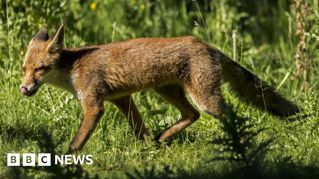 Borders fox-hunting trial hears shotgun evidence - BBC News