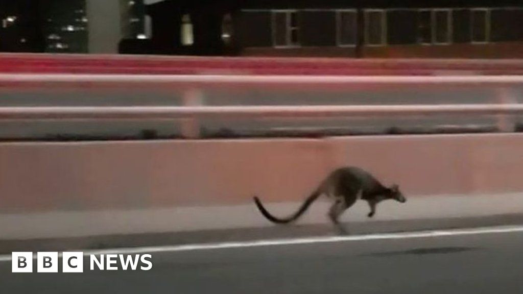 Wallaby gives police slip on Sydney Bridge - BBC News