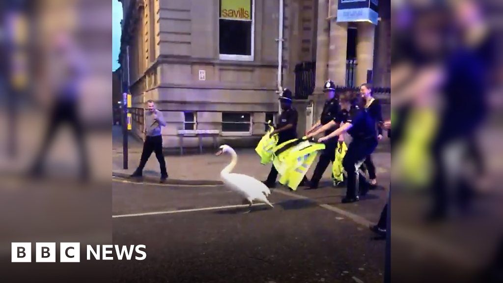 Norwich swan leads police on low-speed pursuit - BBC News