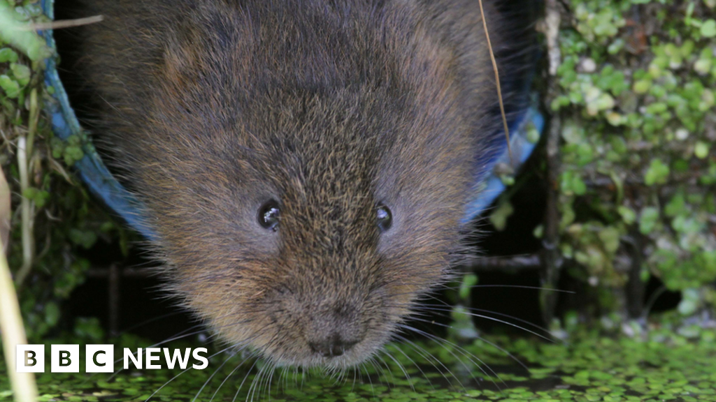 Charity gets £491k to save Nottinghamshire water voles from the brink ...