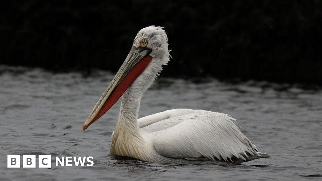 'Sea hating' rare pelican and vulture could stay in UK - BBC News