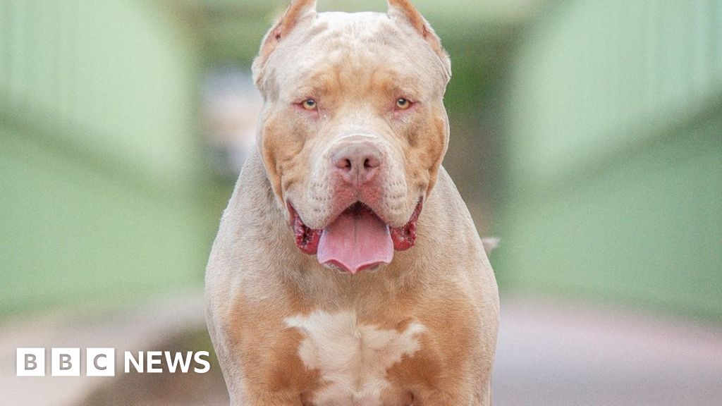 Birmingham vets host support session for American bully XL owners