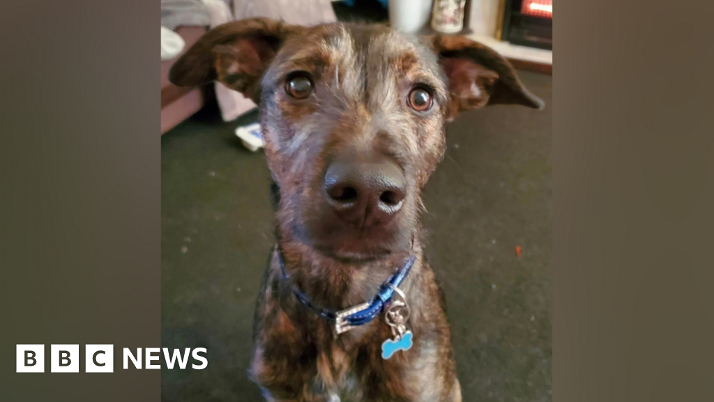 Warning after County Durham dog dies from parvovirus