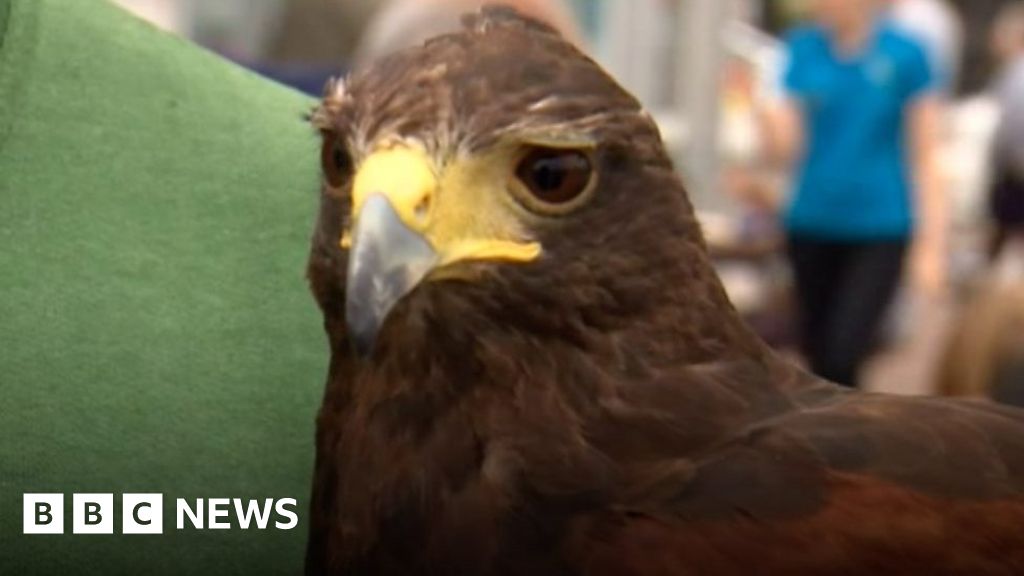 Hastings 'dangerous' seagulls scared off by hawk - BBC News
