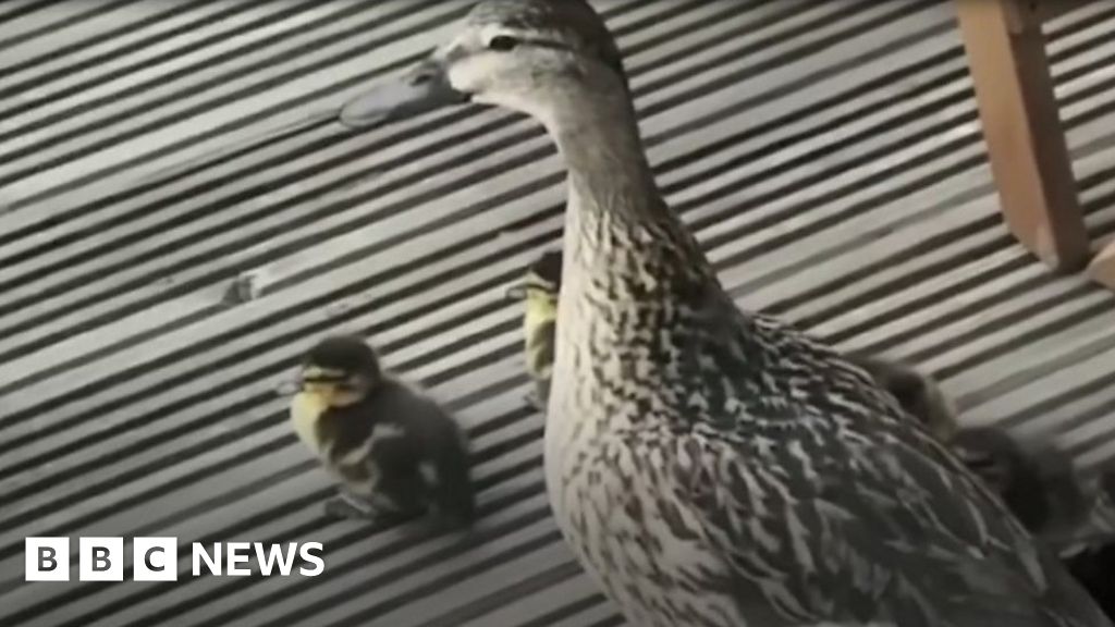 Salford duck nests in ninth-floor balcony plant pot - BBC News