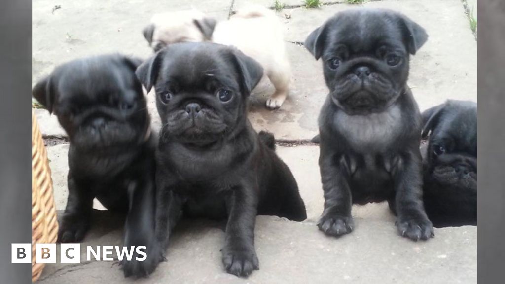 Pair jailed for pug pup theft in Abergavenny - BBC News