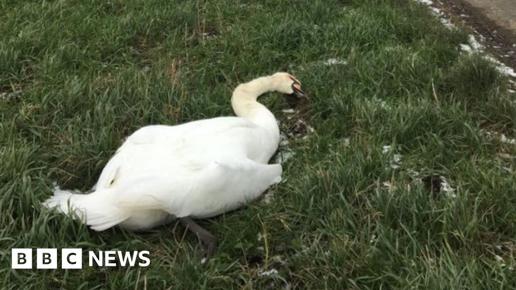 Power lines adapted after Lincolnshire swan deaths