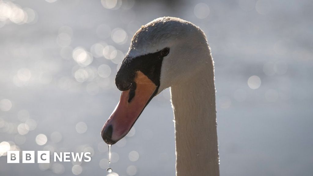 Swan 'shot and has neck snapped in two' in Reading - BBC News