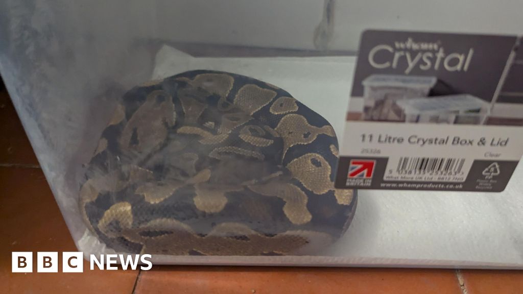 Royal python found abandoned in Westcliff-on-Sea, Essex