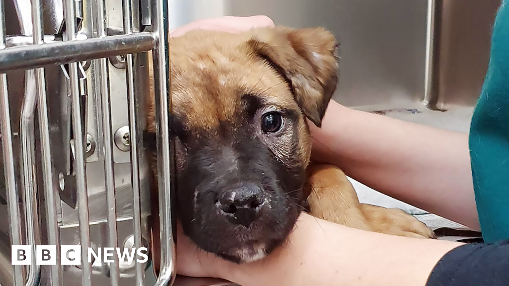 Animal abuse on rise in Lincolnshire - RSPCA - BBC News