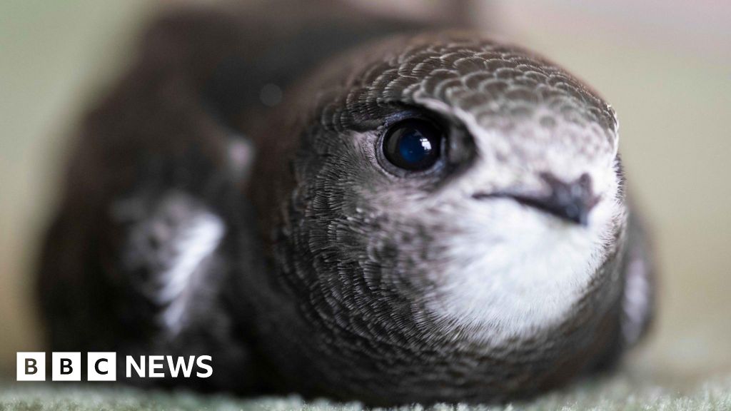 Lancaster residents sign up to turn hometown into 'swift city' - BBC News