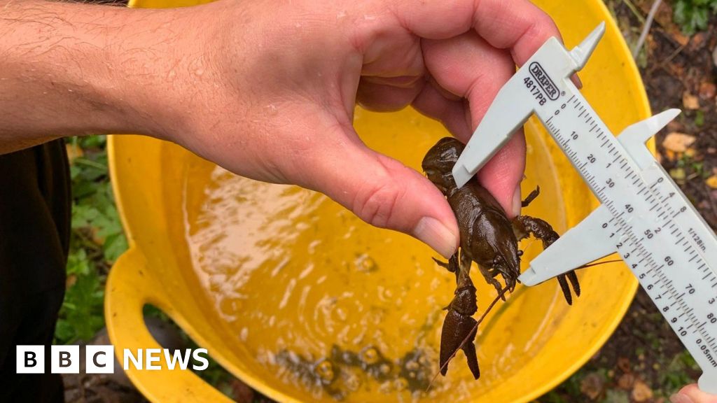 Rare white-clawed crayfish back in wild after drought rescue