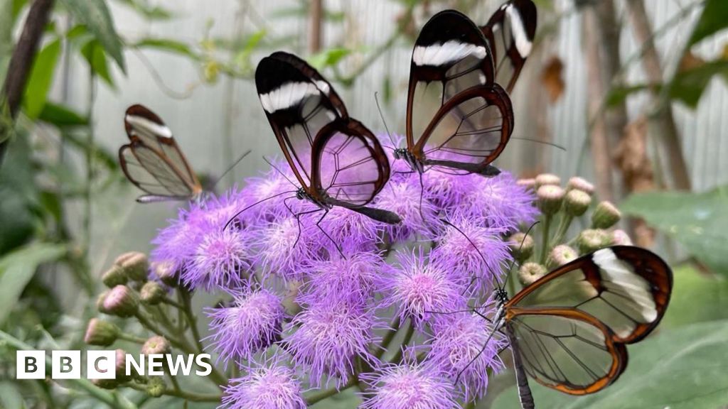 South Yorkshire butterfly house wins industry award