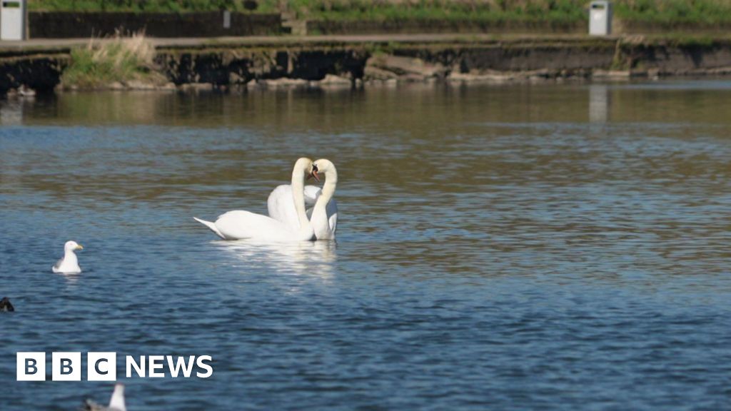 County Durham wildlife volunteers fear spread of bird flu - BBC News