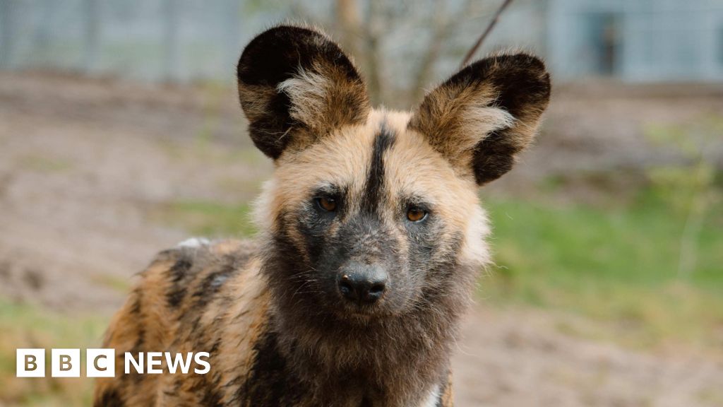 Longleat African Painted Dogs settling in 'fantastically' - BBC News