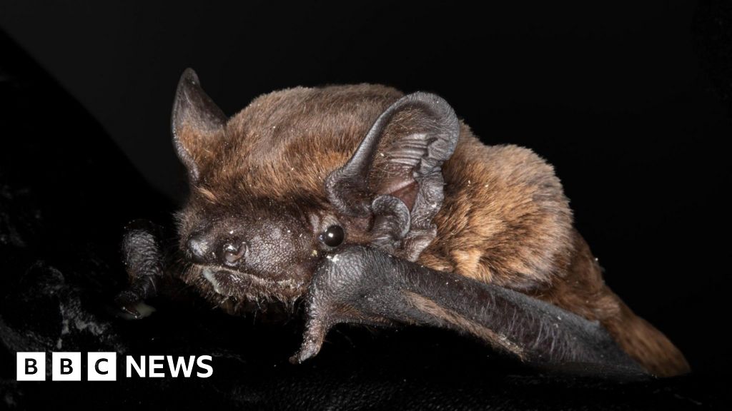 Rare bat found in Jersey bathroom