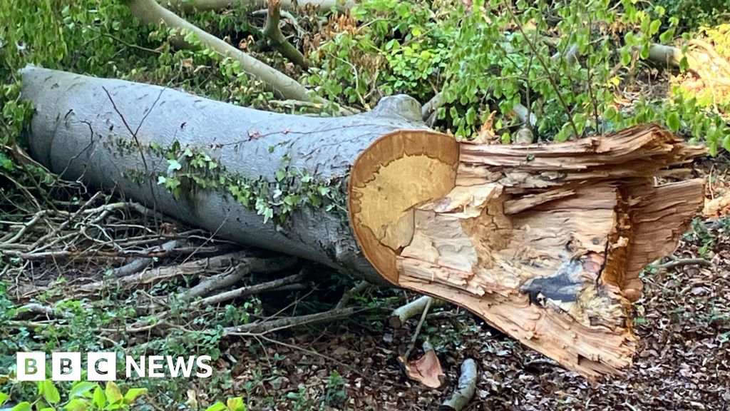 Trees felled without permission at Drayton nature reserve - BBC News