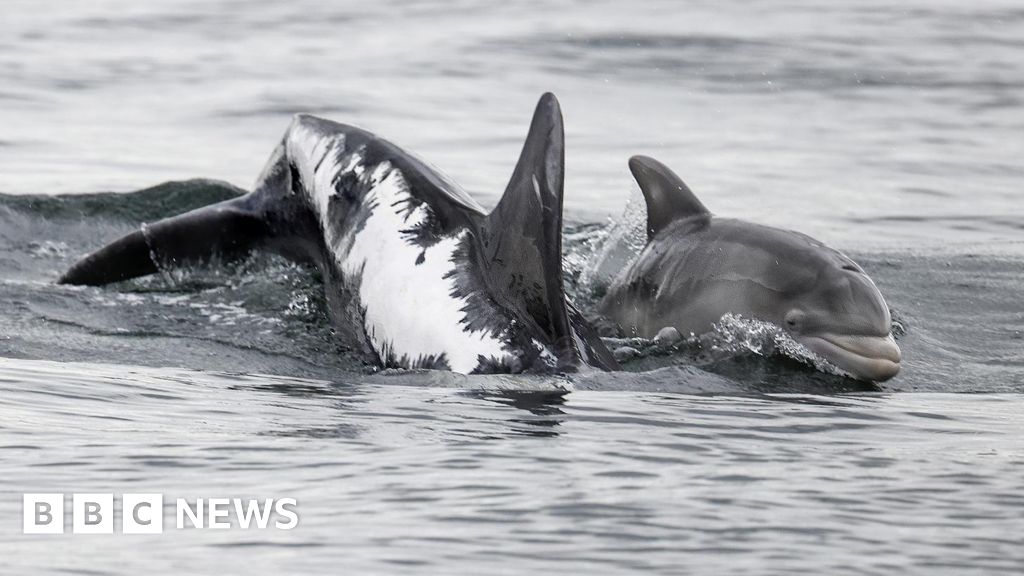 'Miracle' sunburned dolphin gives birth to calf
