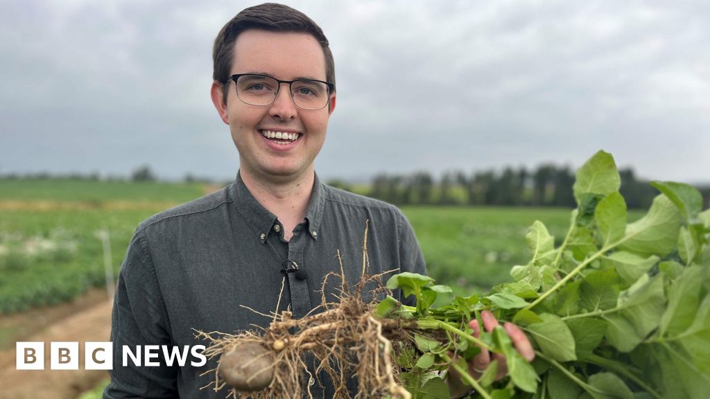 Could 'super potatoes' save the tattie industry?