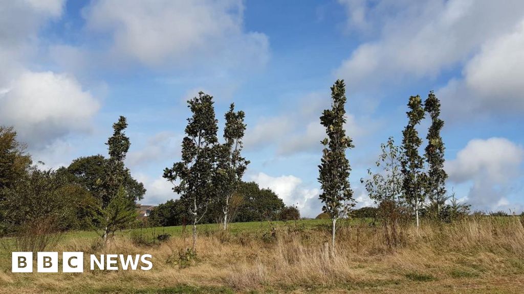 Tree giveaway as Forest for Cornwall marks five years