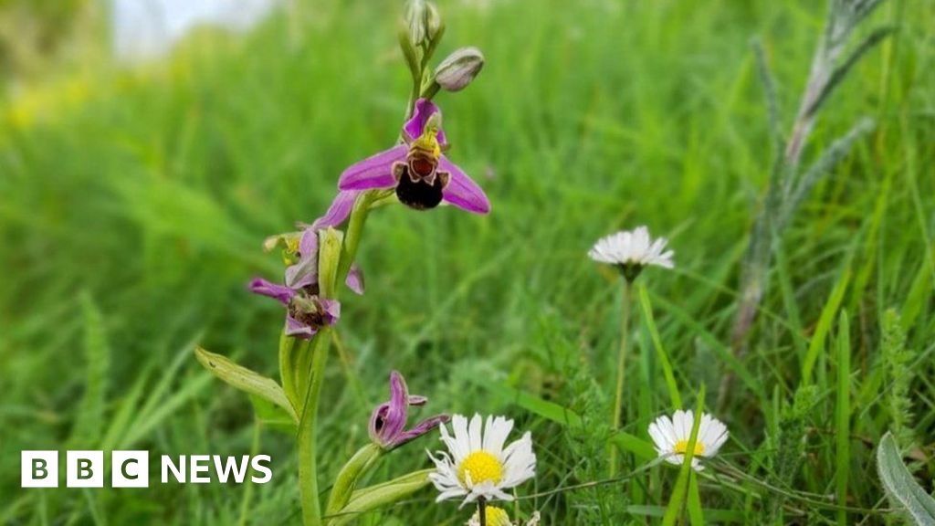 Portland: Verge cutting halted to save orchids from the chop - BBC News