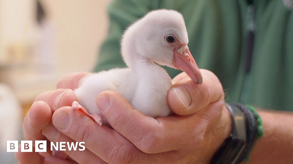 Whipsnade Zoo hand-rears newly hatched flamingo chicks