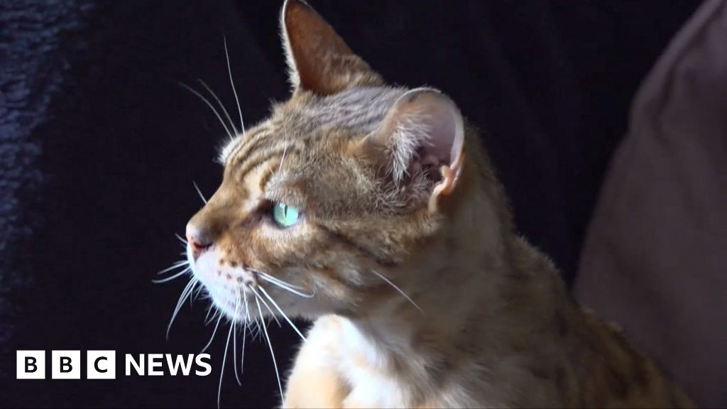 Cat found 30 miles from home amid 'abnormal' disappearances - BBC News