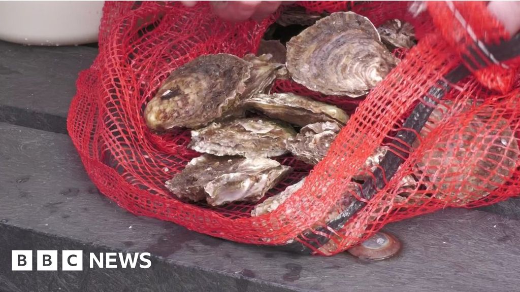 Bangor: Project to restore the native oyster population - BBC News