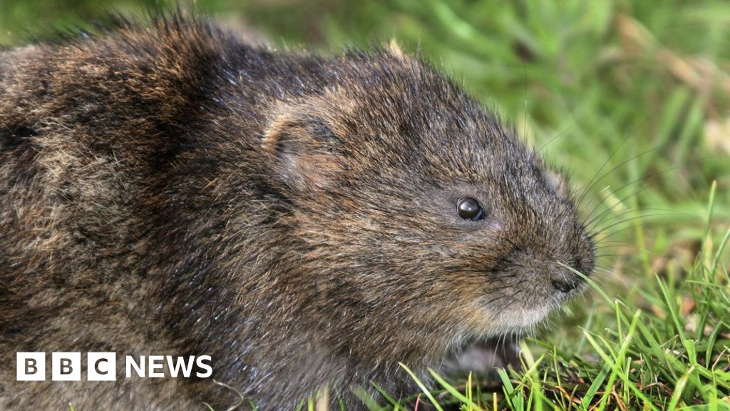 Water vole habitat survey 'encouraging' - BBC News