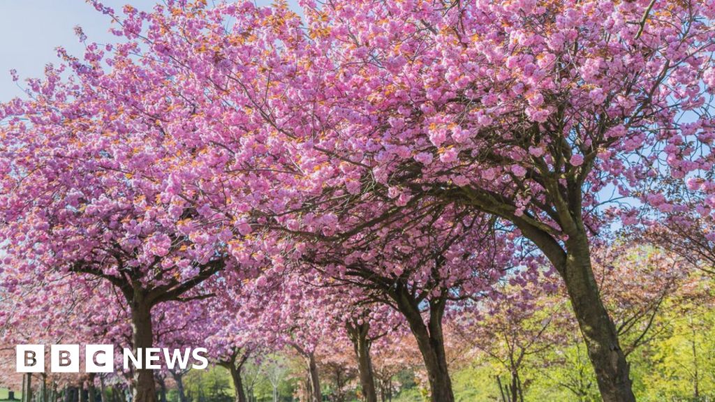 Cherry trees planted in Warwick for twin town anniversary