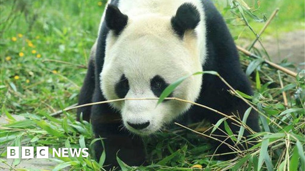 Edinburgh Zoo pandas to be moved to new enclosure