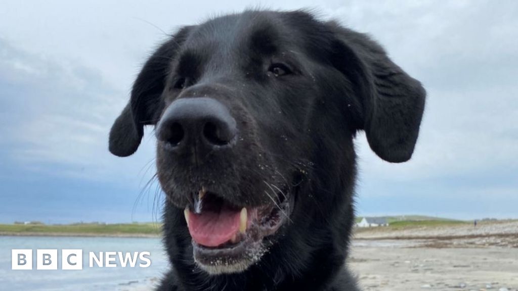 My 40 years of guide dogs and good friends
