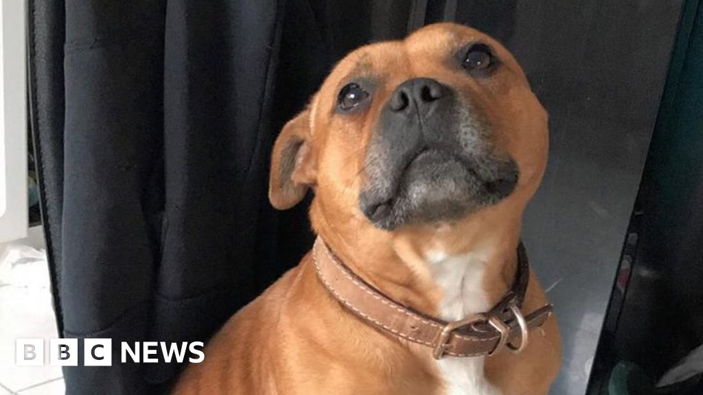 West Belfast: Man gets '£200 ransom demand' for missing pet dog - BBC News