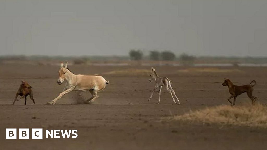 Man's best friend, wildlife's worst enemy - BBC News