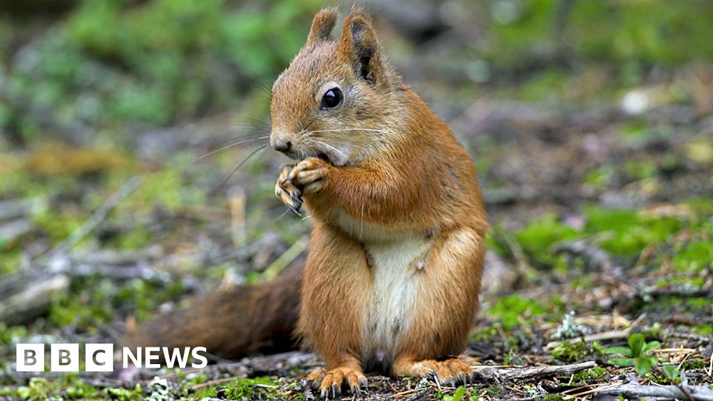 Solway coast squirrelpox outbreak extends its reach - BBC News