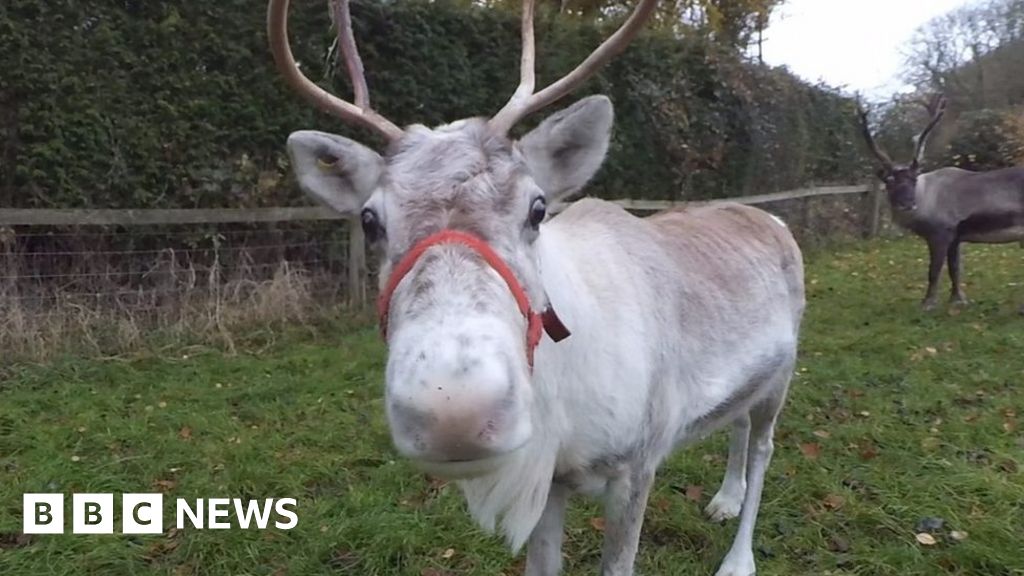 Reindeer herder on keeping the festive animals in the UK
