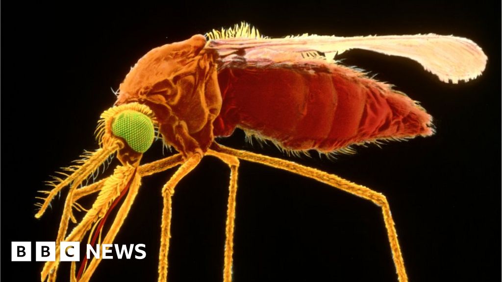 Scientists create infertile mosquitoes - BBC News