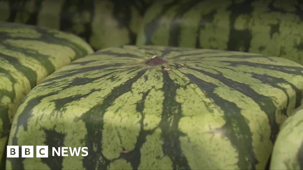 Japan's square watermelons explained - BBC News