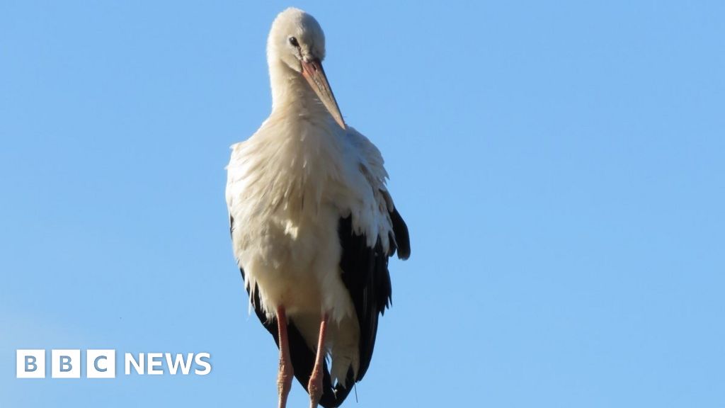 Stourbridge zoo-escape stork spotted in Burnham-on-Sea