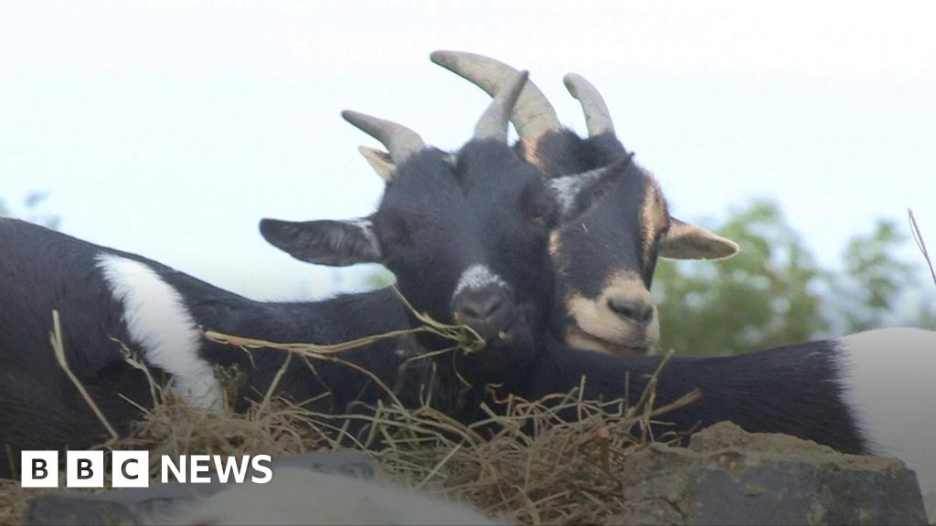 Goats killed with kindness by visitors - BBC News