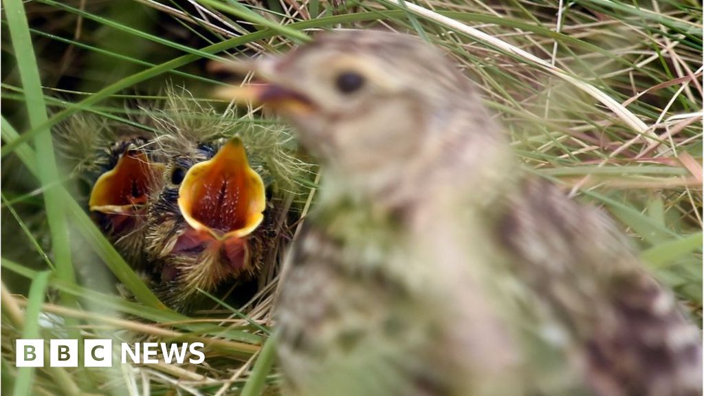 Wanstead Flats walkers urged to respect ground-nesting birds