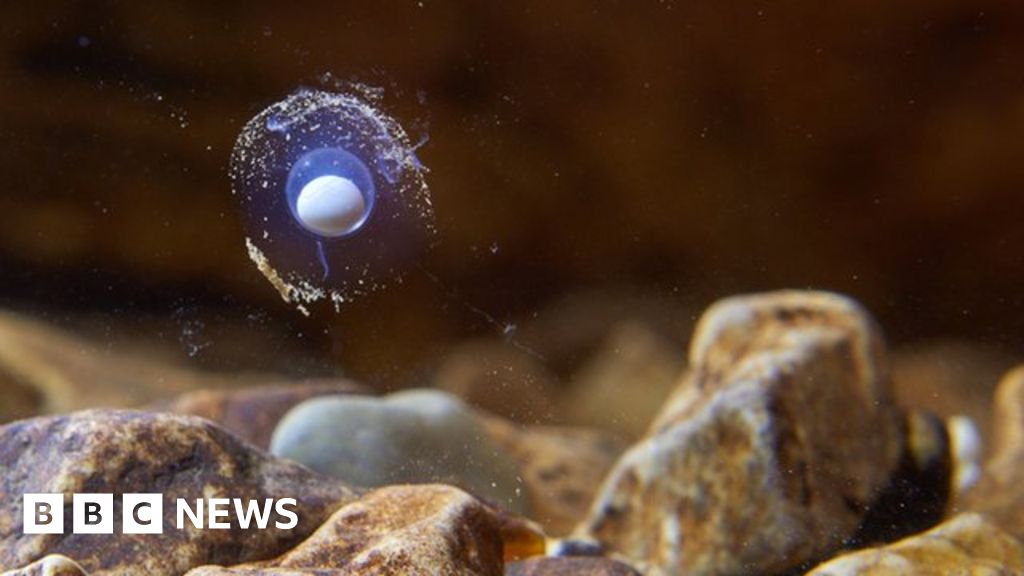 Olm eggs: Tense wait for baby Slovenian 'dragons' - BBC News