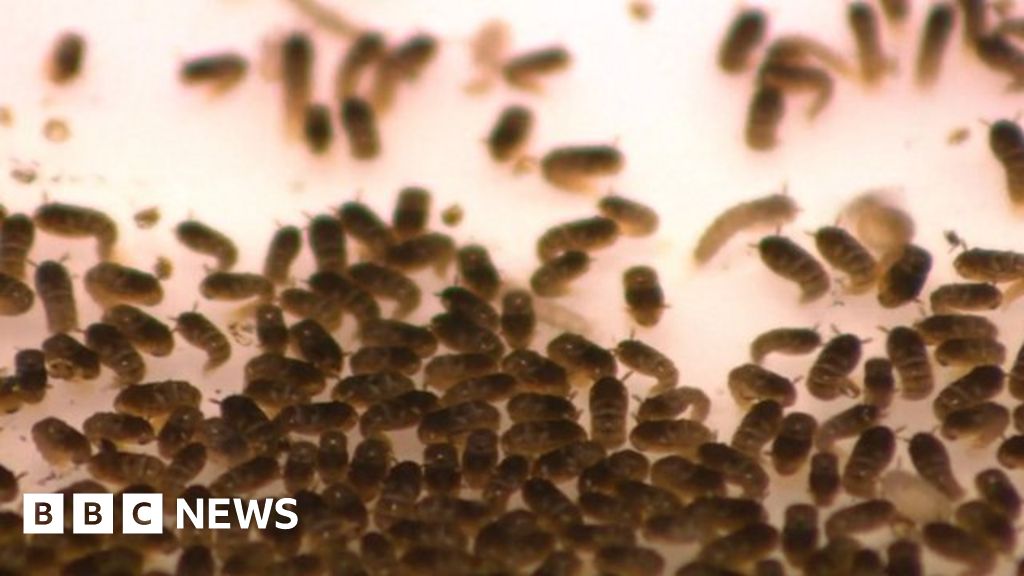 Zika virus: How genetic technology could help stop its spread - BBC News
