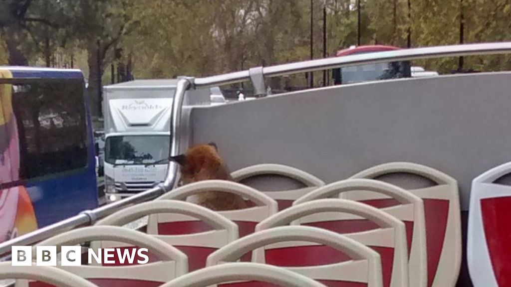 Fox hitches free ride on London sightseeing bus - BBC News