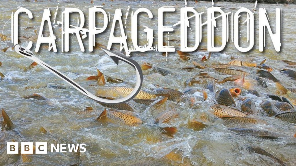 Carpageddon: Australia plans to kill carp with herpes - BBC News