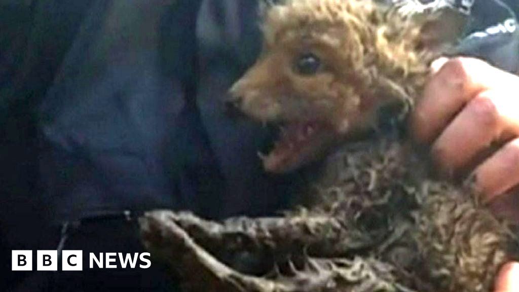 Trapped fox cub rescued from drain - BBC News